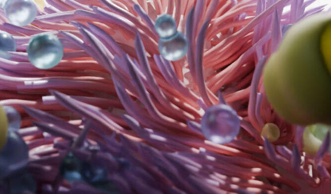 The studio | Anima - Growing nature-inspired ventures